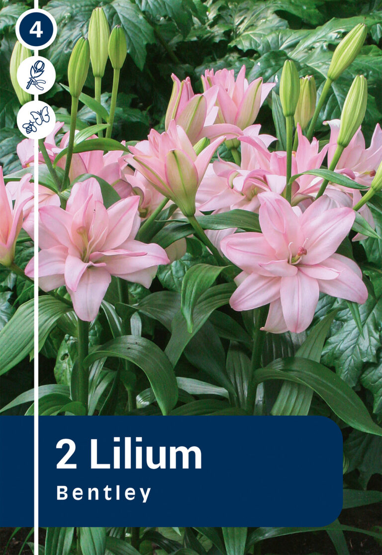 Liilia Bentley 2 tk | Maarahvapood